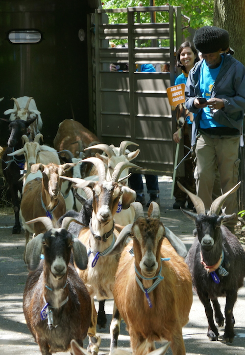 Goats Meet Nature-Deprived New Yorkers | Suzanne's Mom's Blog