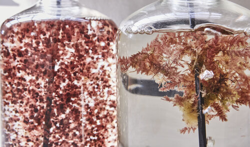 Seaweed Fodder Cuts CO2 | Suzanne's Mom's Blog